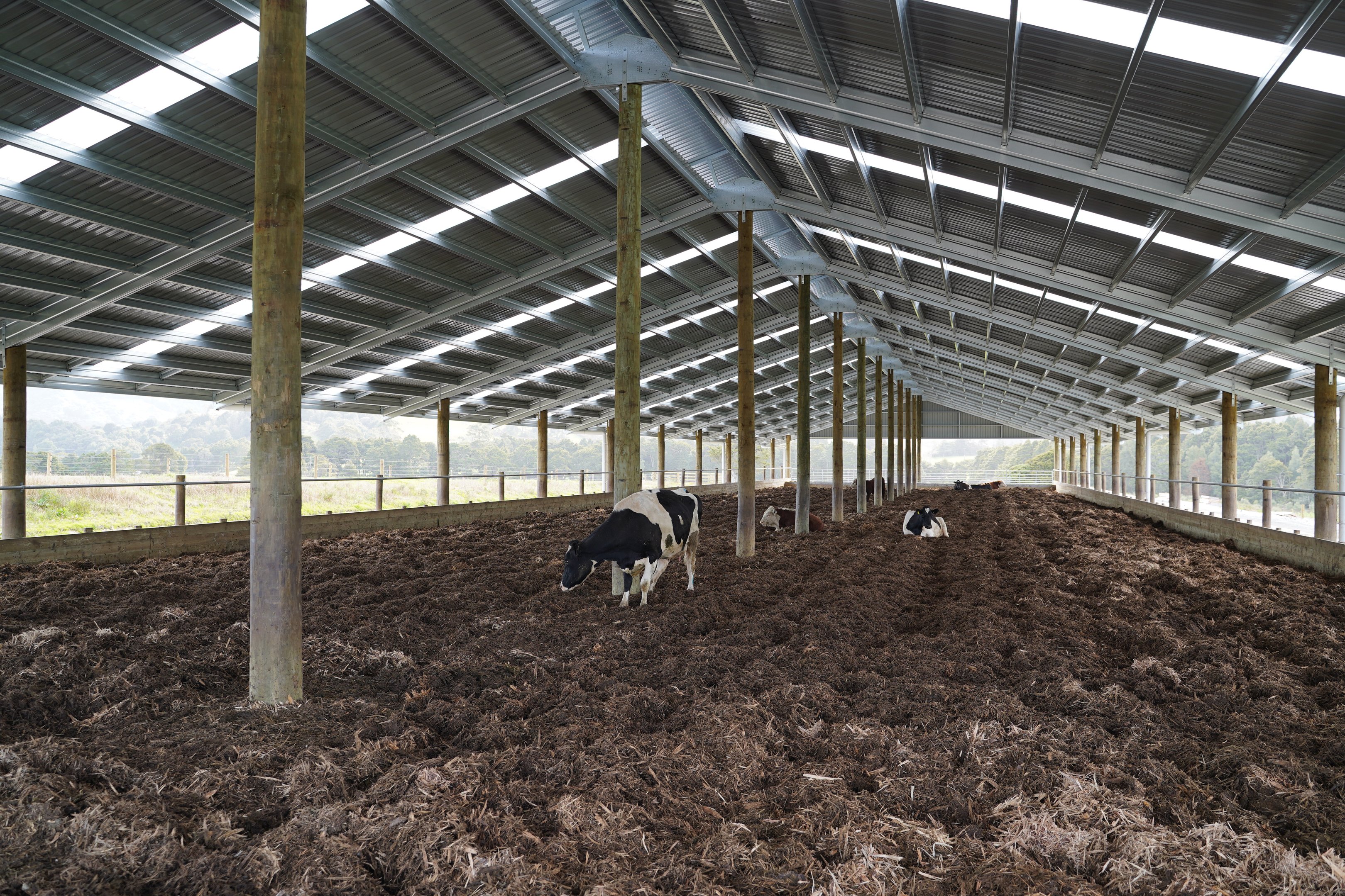Audmore Dairy - Composting Barn - Makarau Auckland = Happy Cows