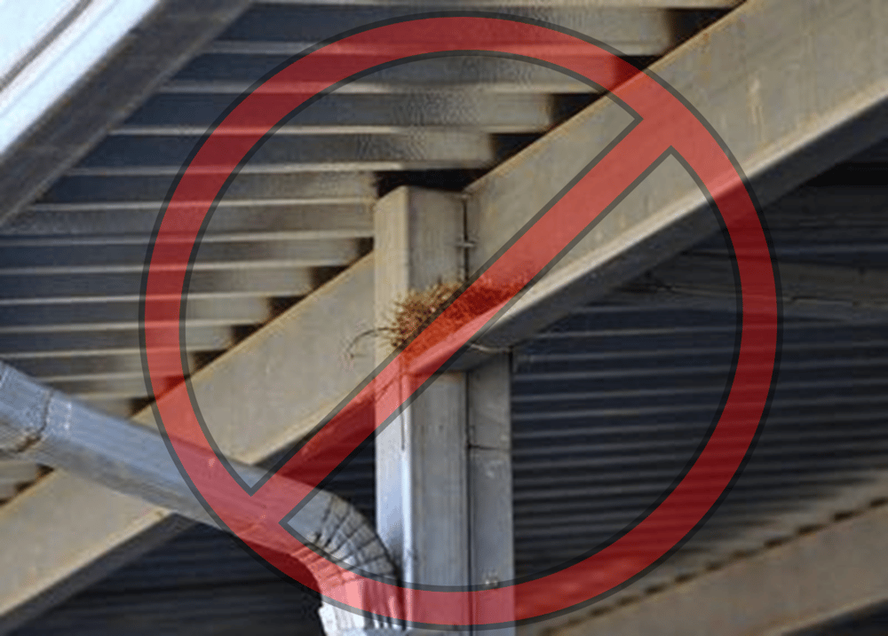 Why is a birdproof building a MUST HAVE?