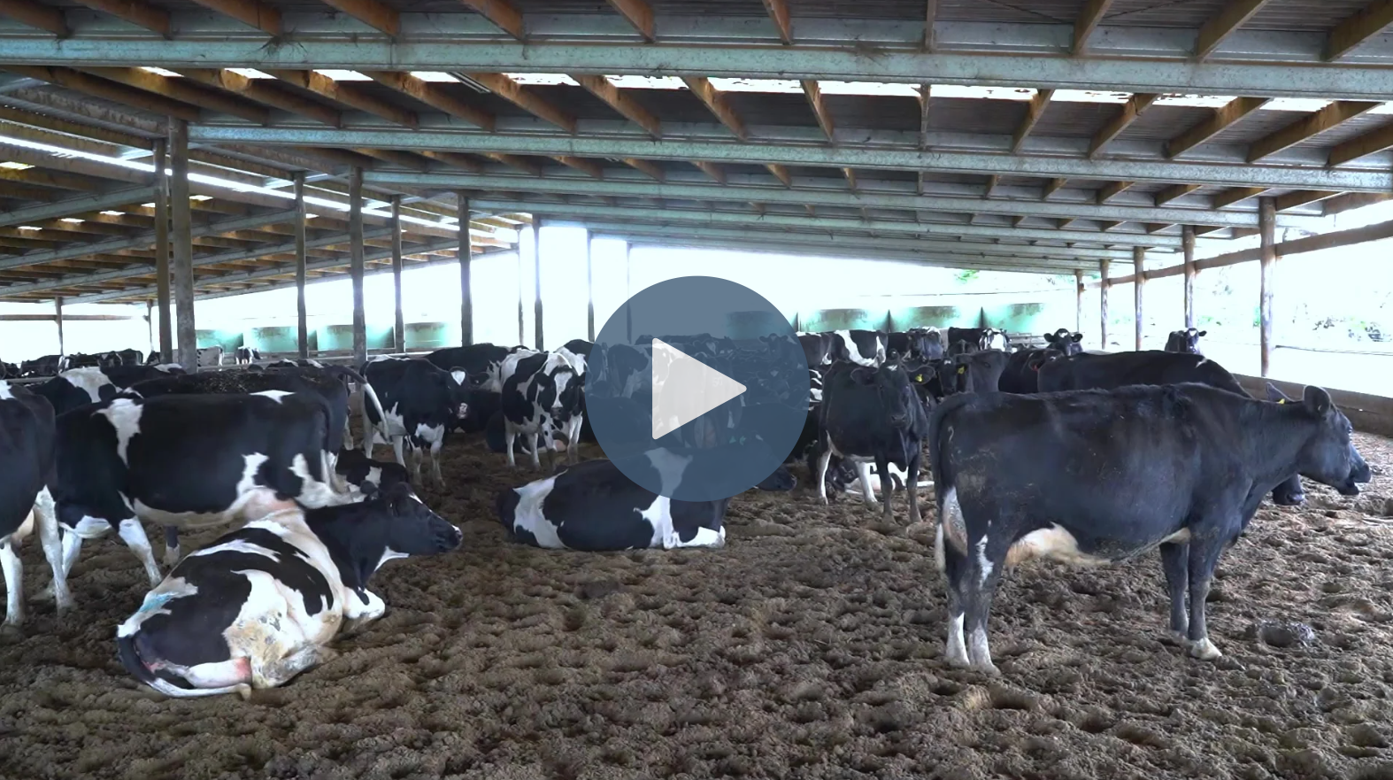 The Advantages of Sand Bedding in Cow Barns: Comfort, Health, and ...
