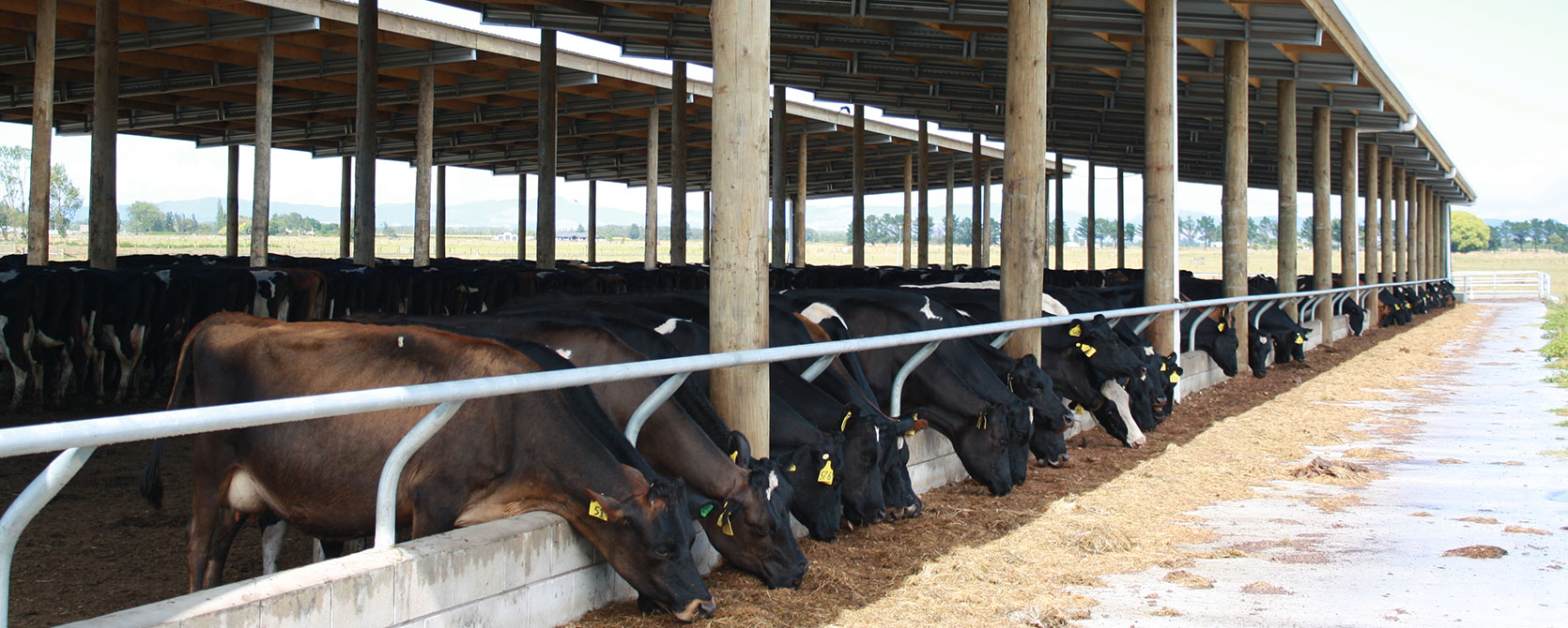 Dairy Shed Builders in NZ | Dairy Structures NZ